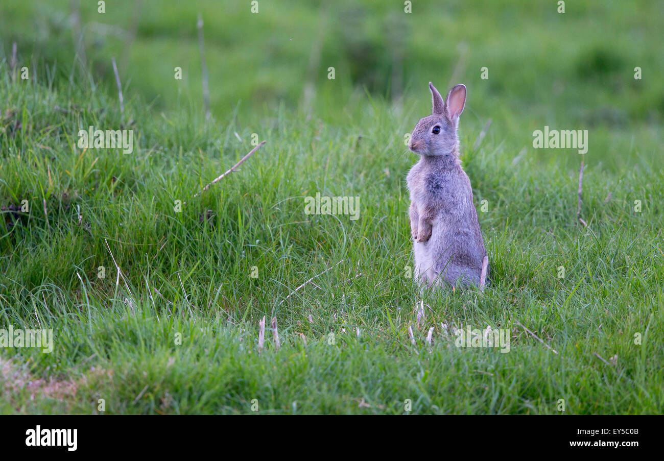 Rabbit standing hi-res stock photography and images - Alamy