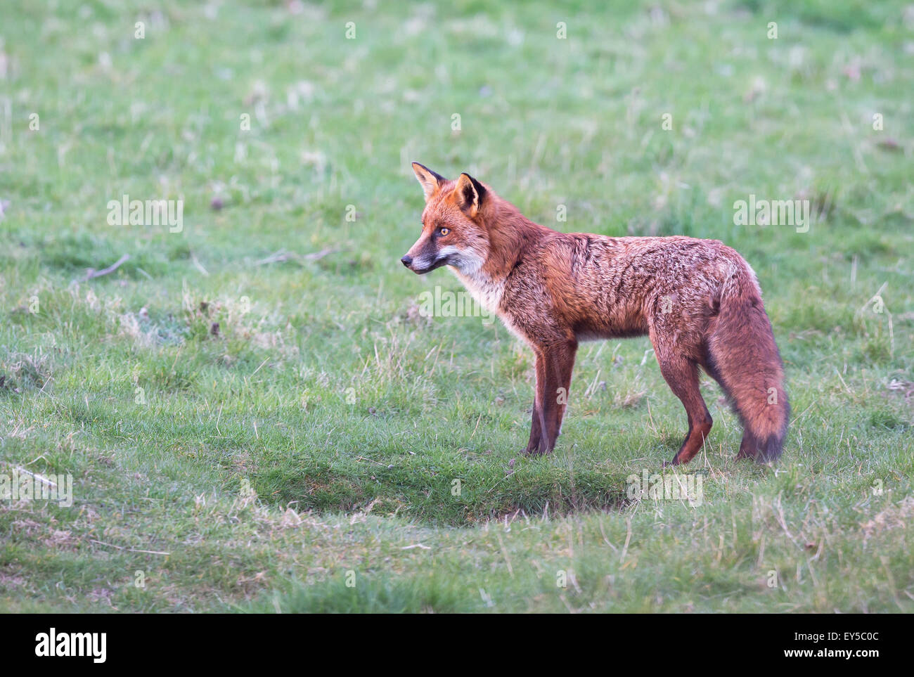 Fox standing hi-res stock photography and images - Alamy