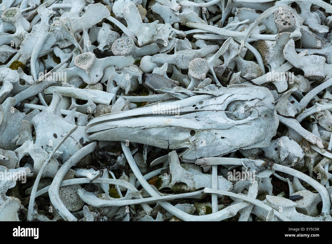 Beluga Whale bones on the coast-Bellsund Spitsbergen Svalbard Stock ...