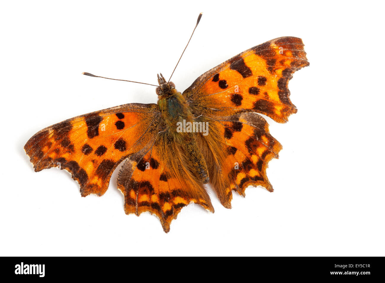 Comma Cut Out Stock Images & Pictures - Alamy
