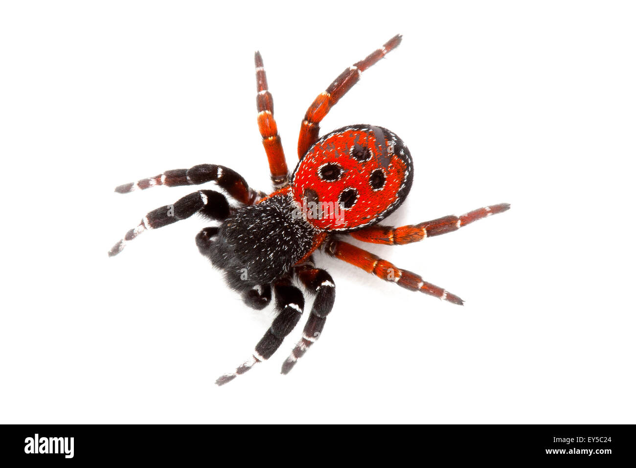 Ladybird Spider Stock Photos & Ladybird Spider Stock Images - Alamy