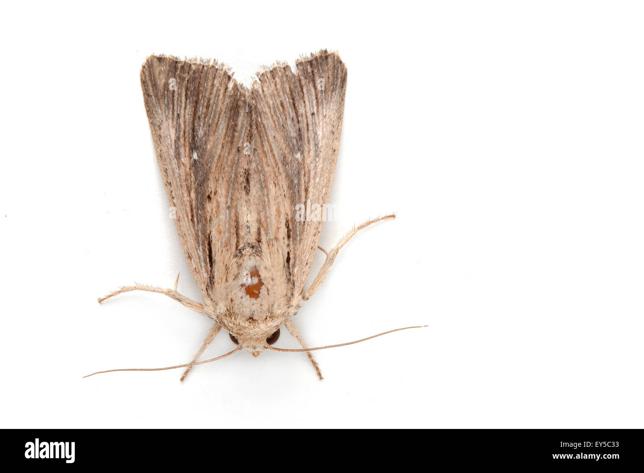 Moth Cut Out Stock Images & Pictures - Alamy