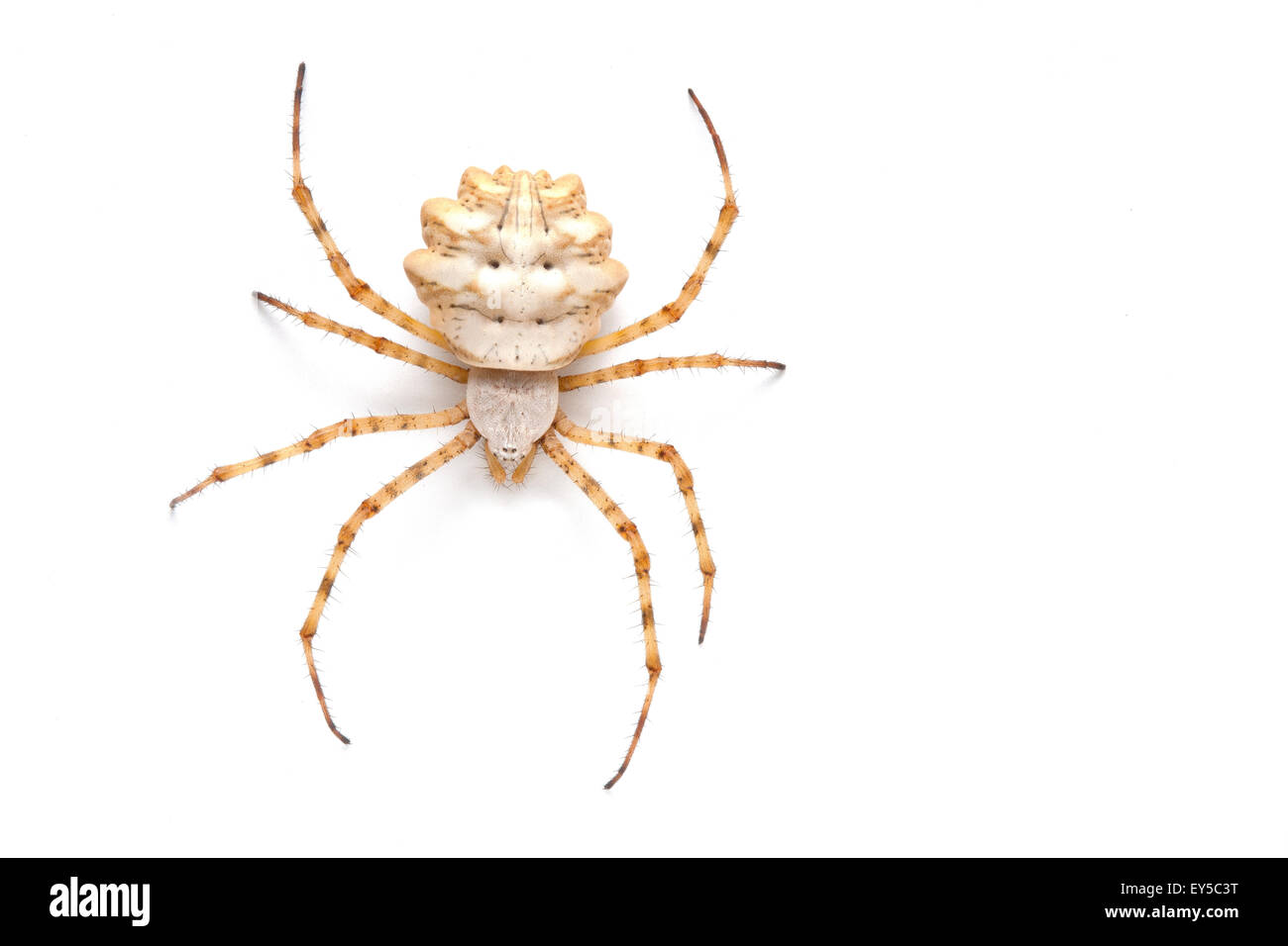 Argiope not aurantia Cut Out Stock Images & Pictures - Alamy
