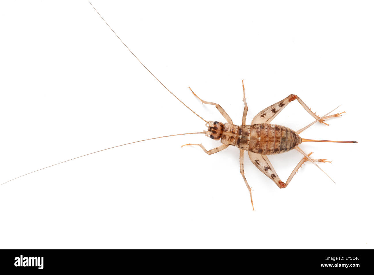 Cricket Animal High Resolution Stock Photography and Images - Alamy