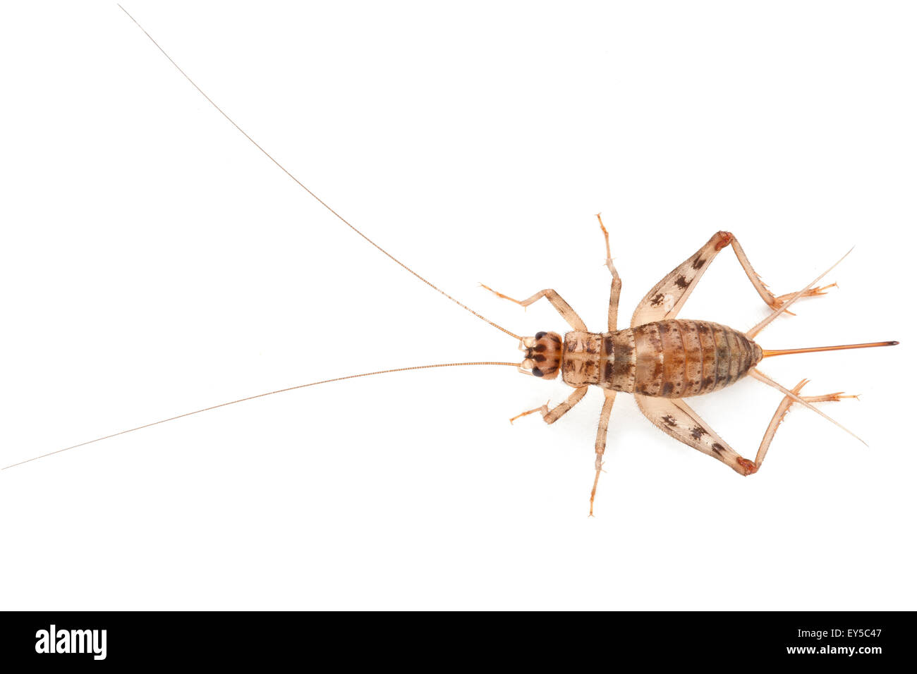 Cricket Animal High Resolution Stock Photography and Images - Alamy