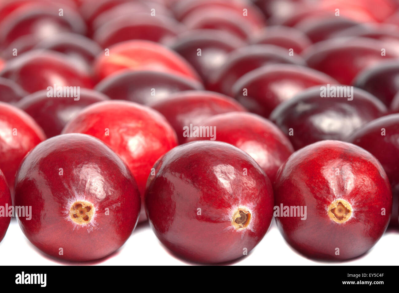Blueberry / Bilberry Stock Photo - Alamy