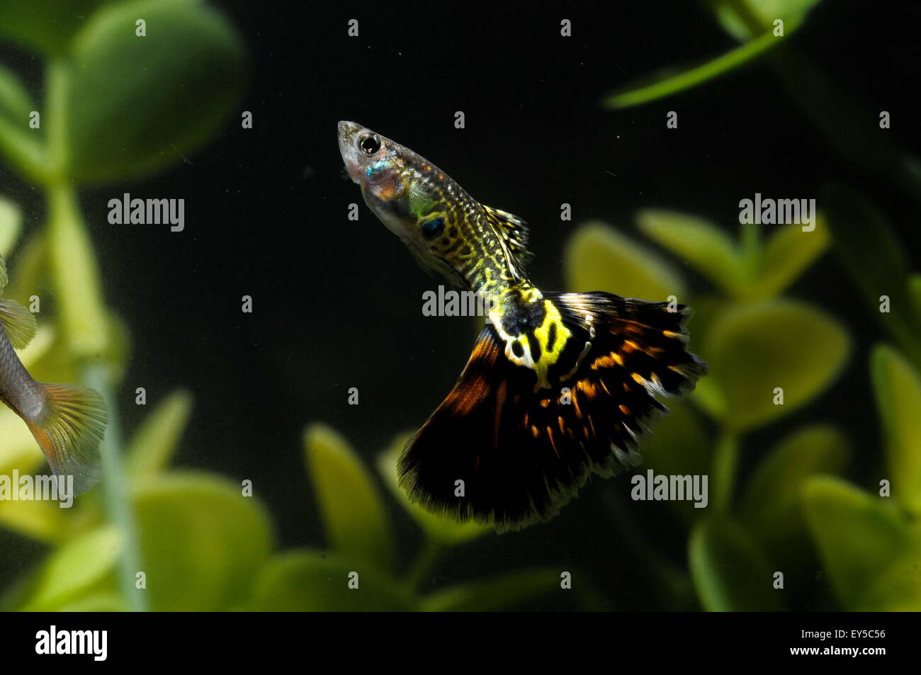 Guppy Multi Colored Fish Stock Photo - Alamy