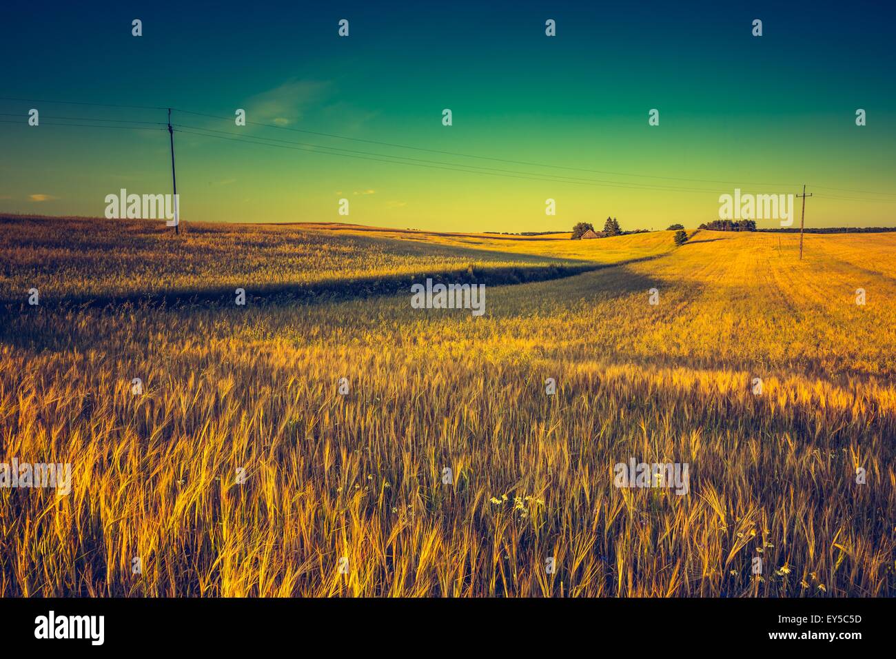 Vintage photo of sunset over corn field at summer. Beautiful grown corn ...
