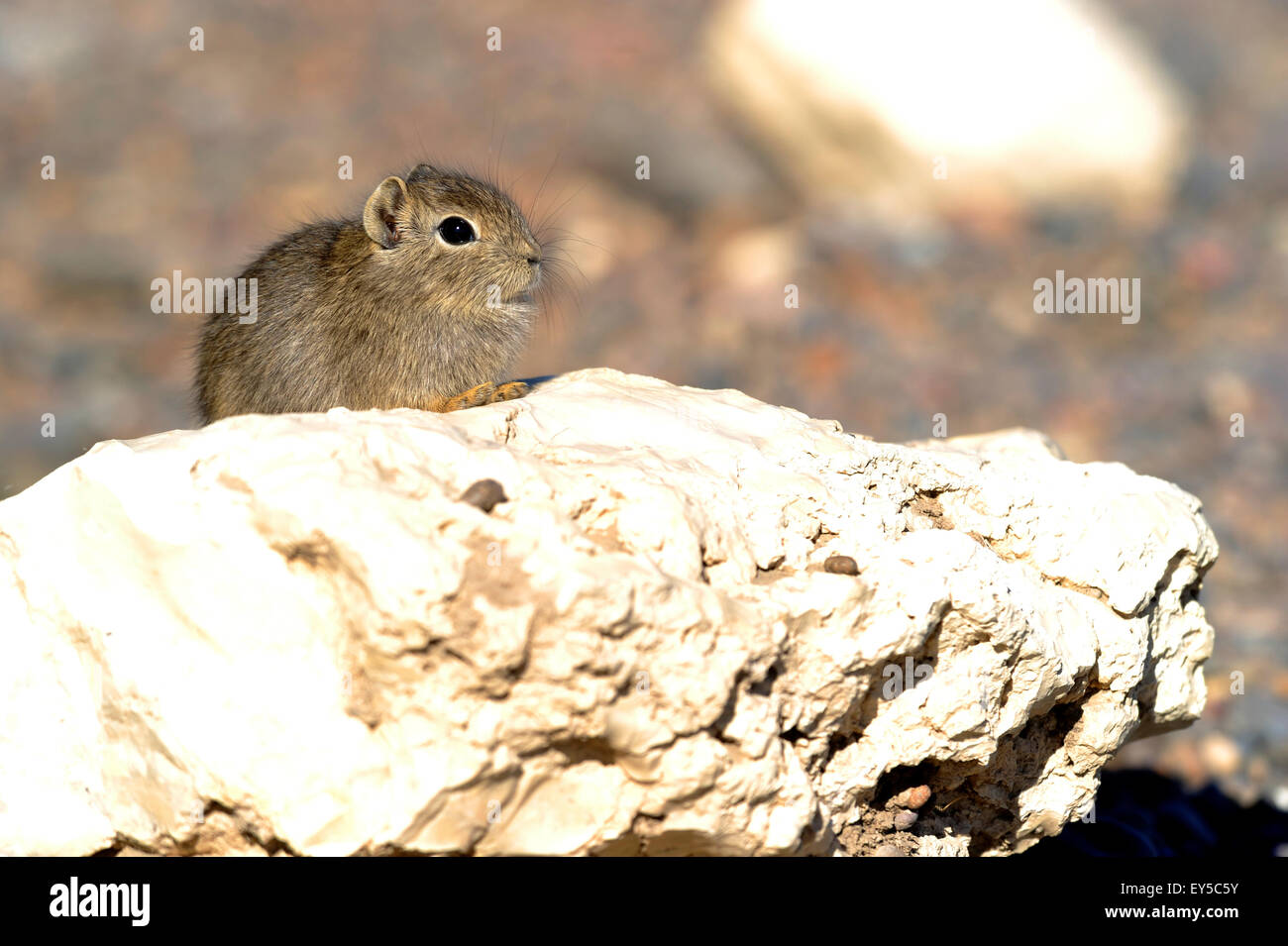 Southern mountain cavy on rock - Argentina Stock Photo - Alamy