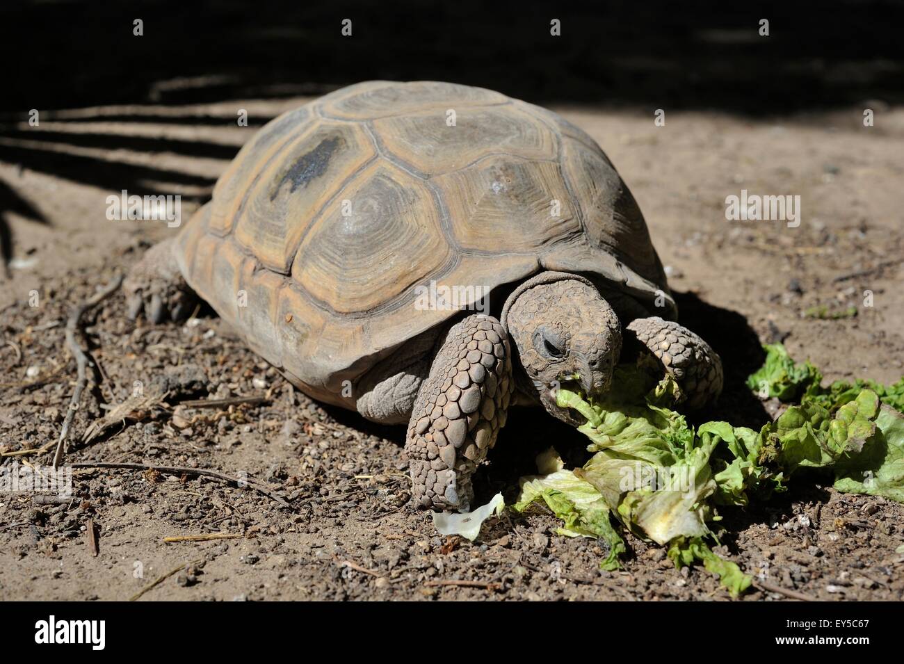 Chaco tortoise eating salad - Argentina Stock Photo - Alamy