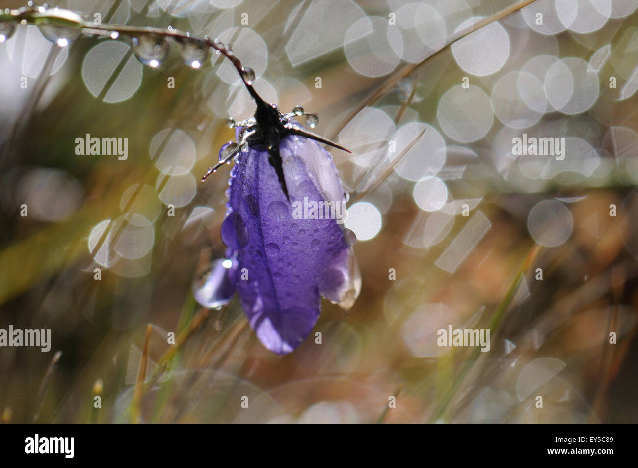 Alpine Bell flower in the dew - Queyras Alps France Stock Photo - Alamy