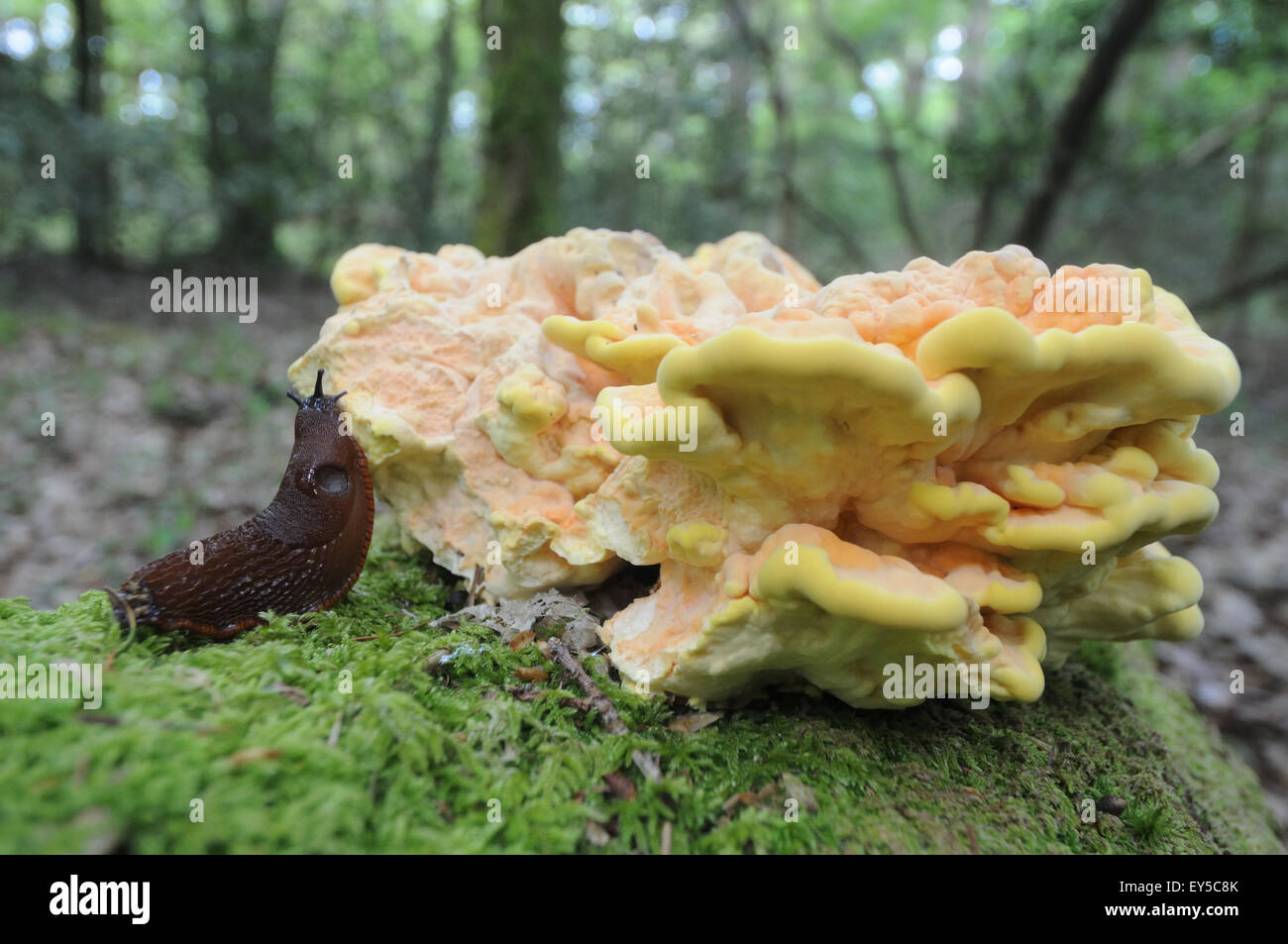 Red slug eating a mushroom in the woods - France Stock Photo - Alamy