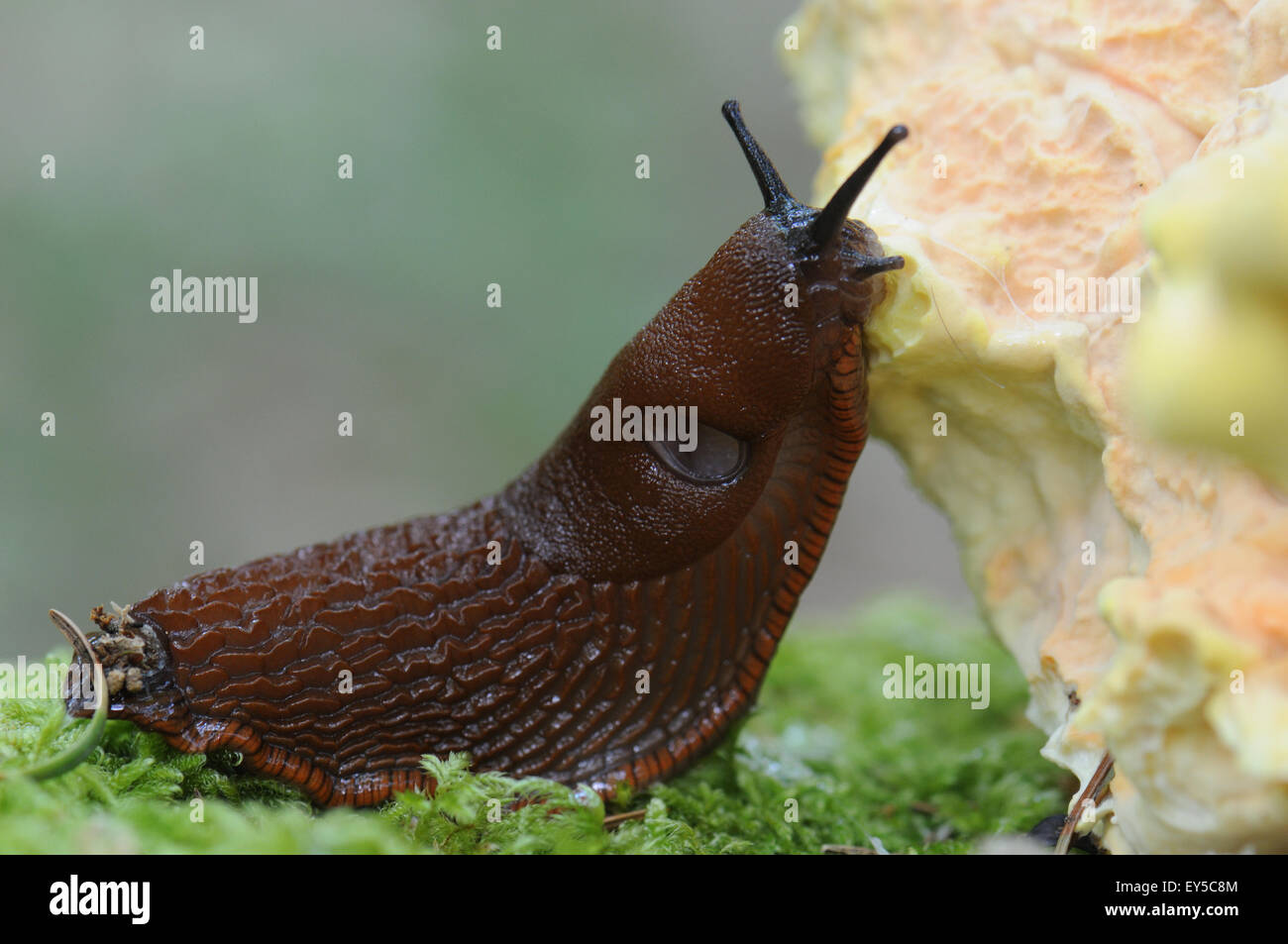 Red slug eating a mushroom in the woods - France Stock Photo - Alamy
