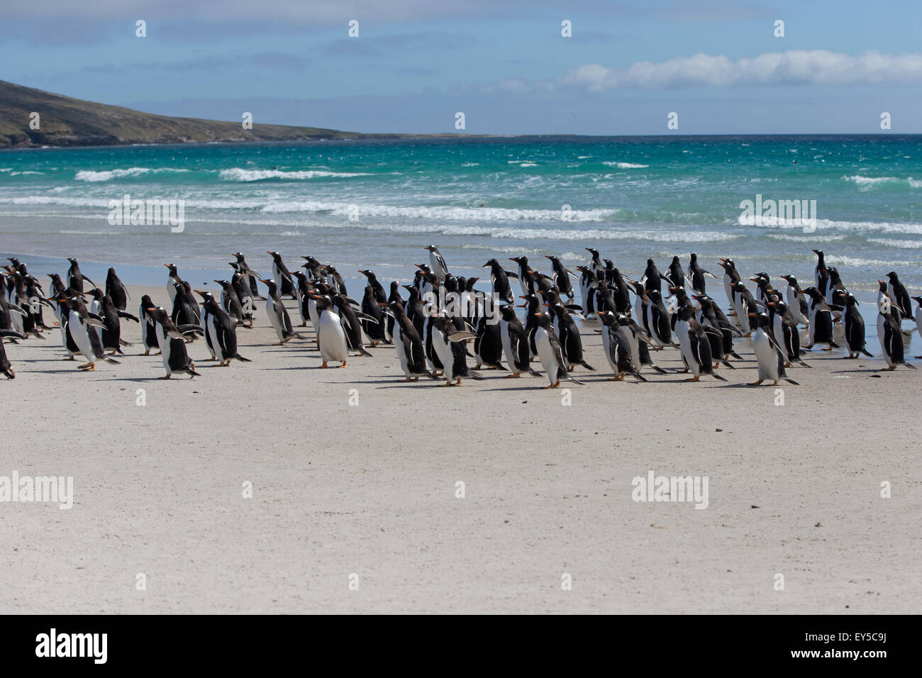 Gentoo penguins on the beach - Falklands Saunders Island Stock Photo ...