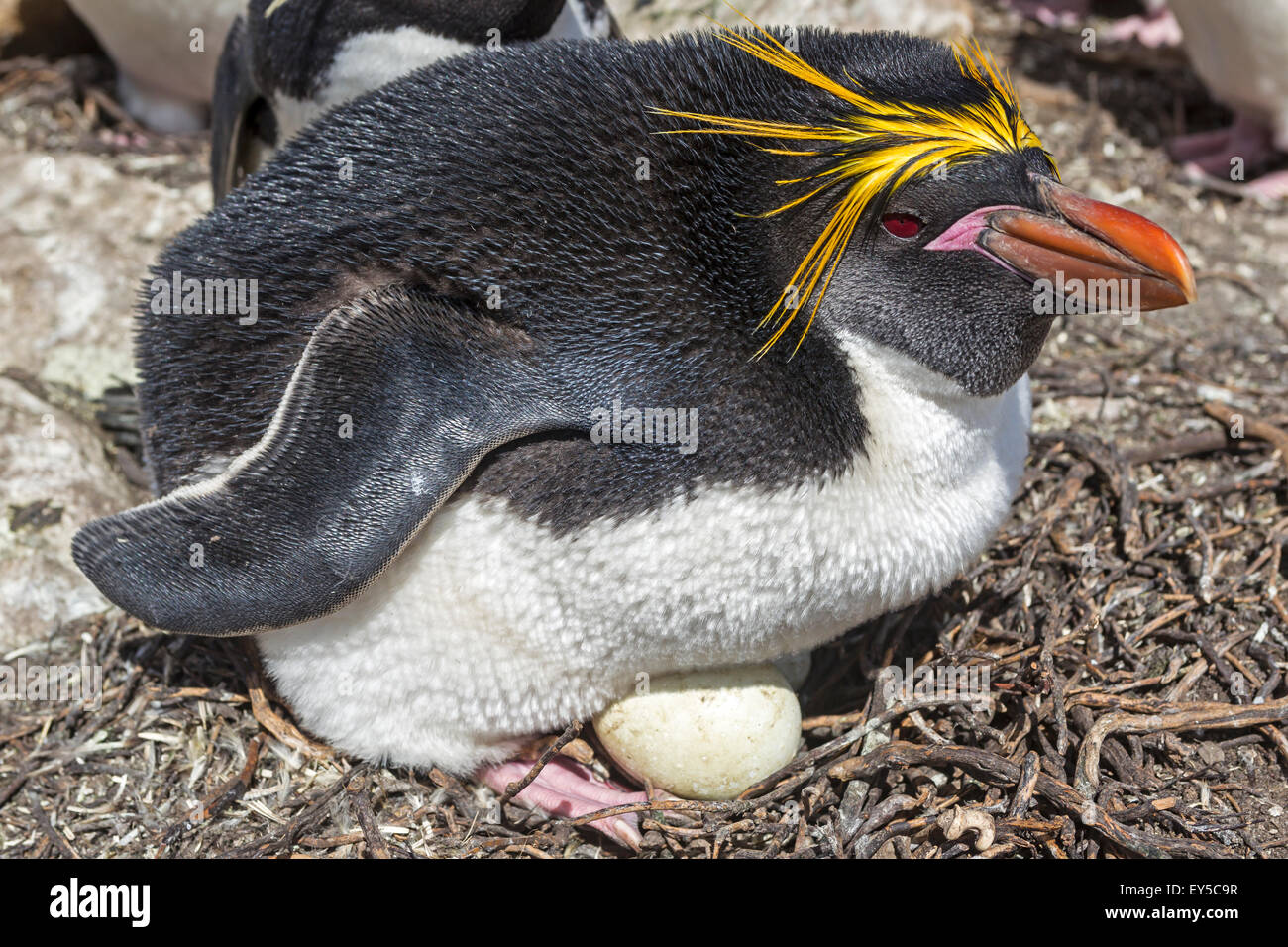 Macaroni penguins and egg nest - Falklands Saunders Island Stock Photo ...