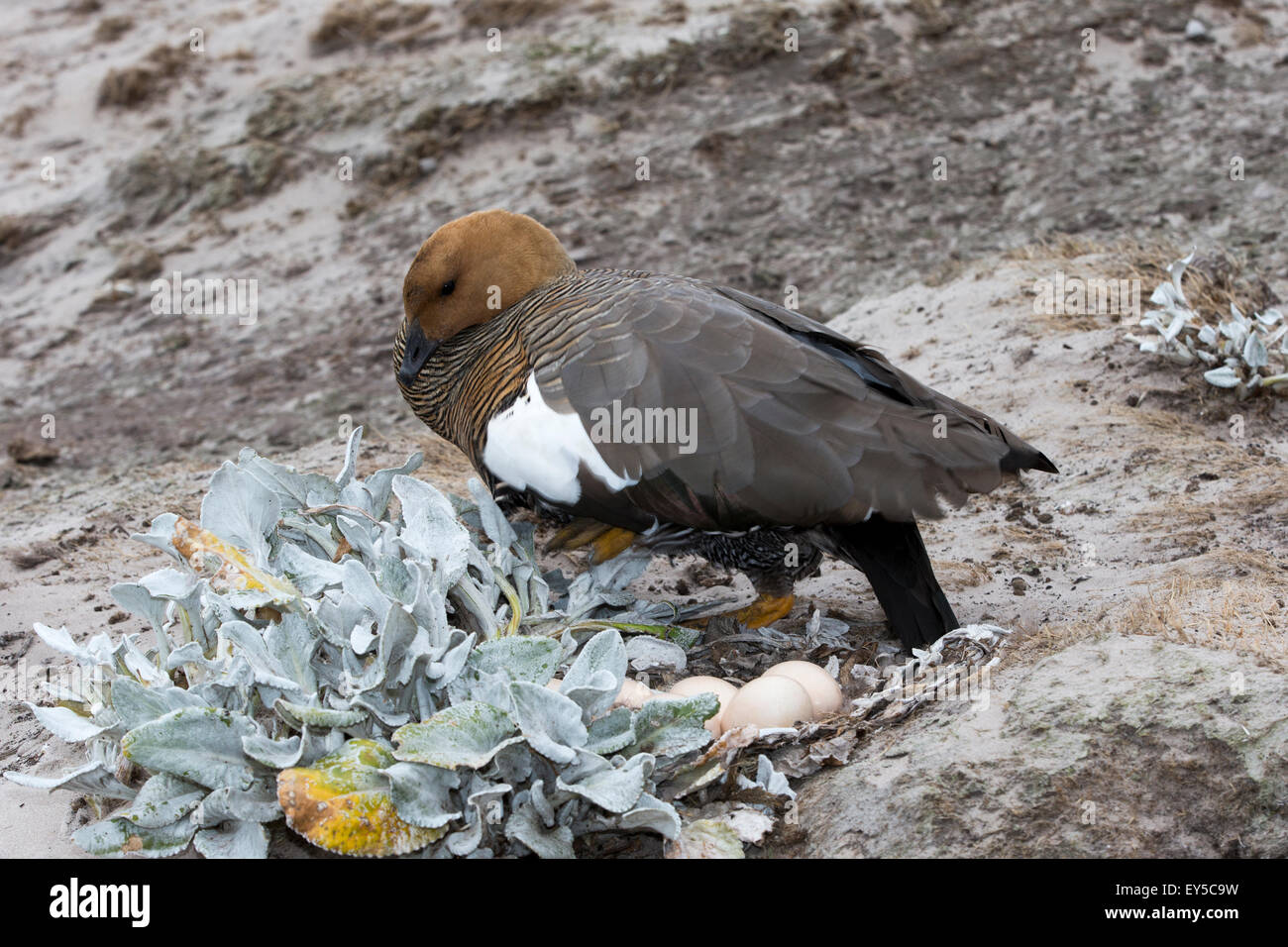 Upland Goose and eggs at nest - Falklands Saunders Island Stock Photo ...