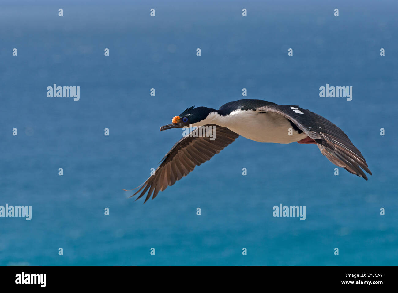 King Shag in flight - Falklands Saunders Island Stock Photo - Alamy