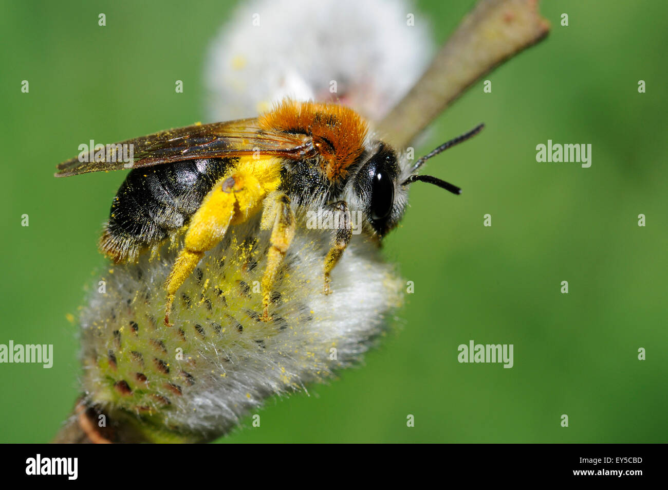 Solitary Bee on Goat Willow flower - Vosges du Nord France Stock Photo ...