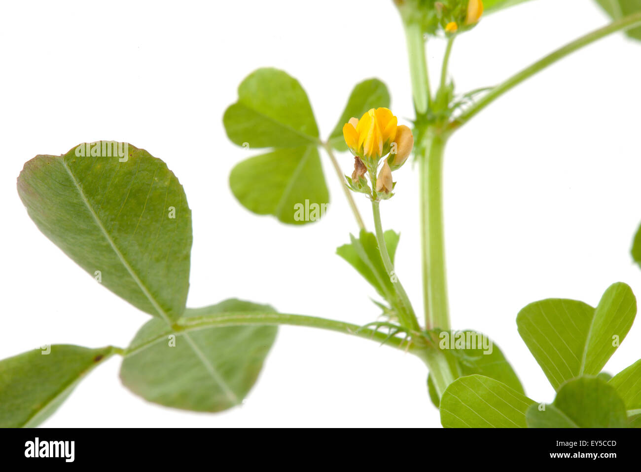 Toothed medick hi-res stock photography and images - Alamy