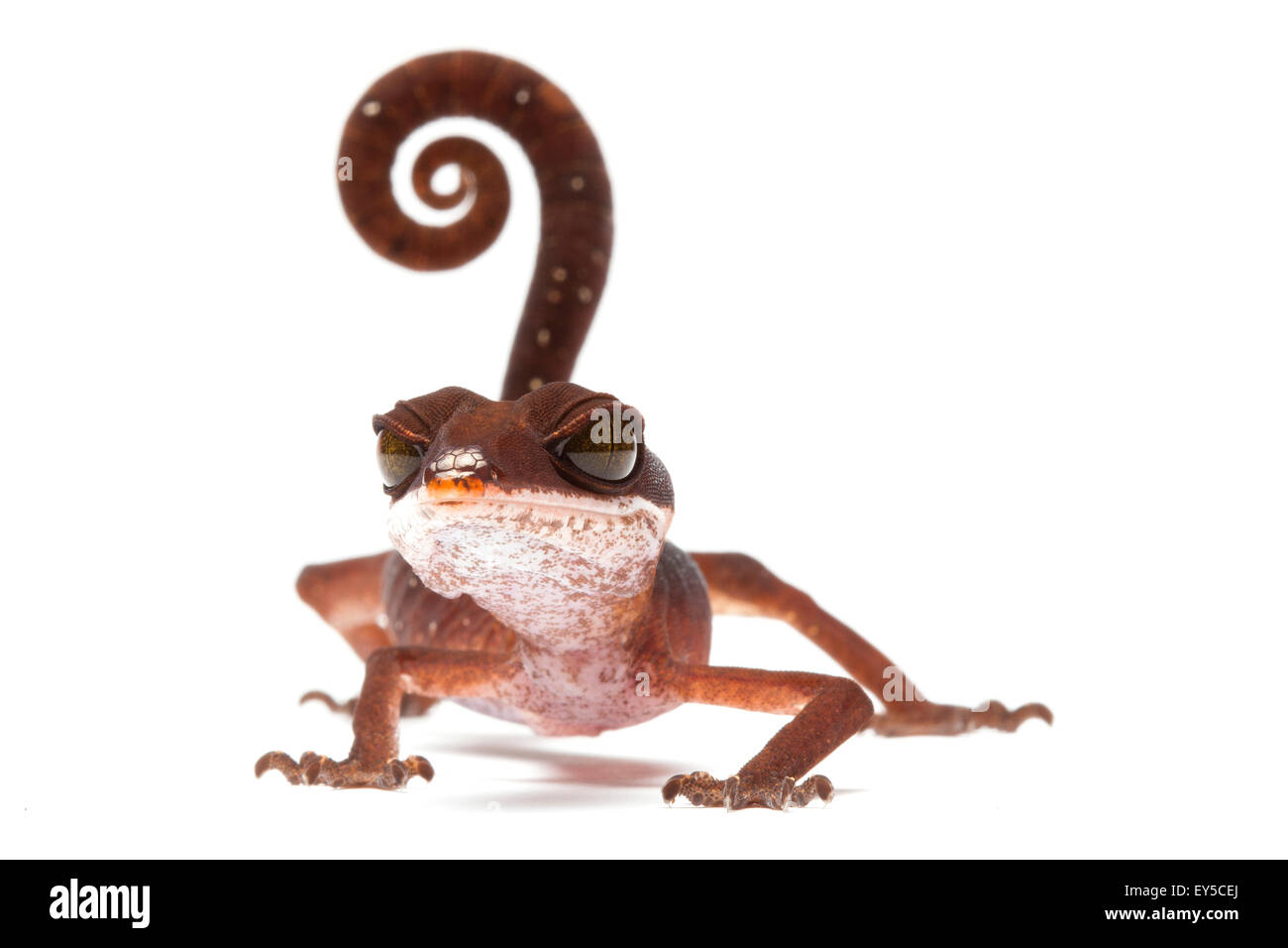 Cat gecko aeluroscalabotes felinus felinus hi-res stock photography and ...
