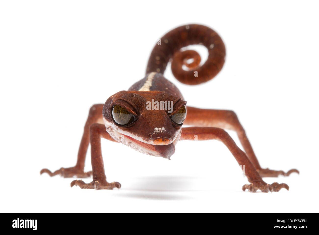 Cat gecko aeluroscalabotes felinus felinus hi-res stock photography and ...