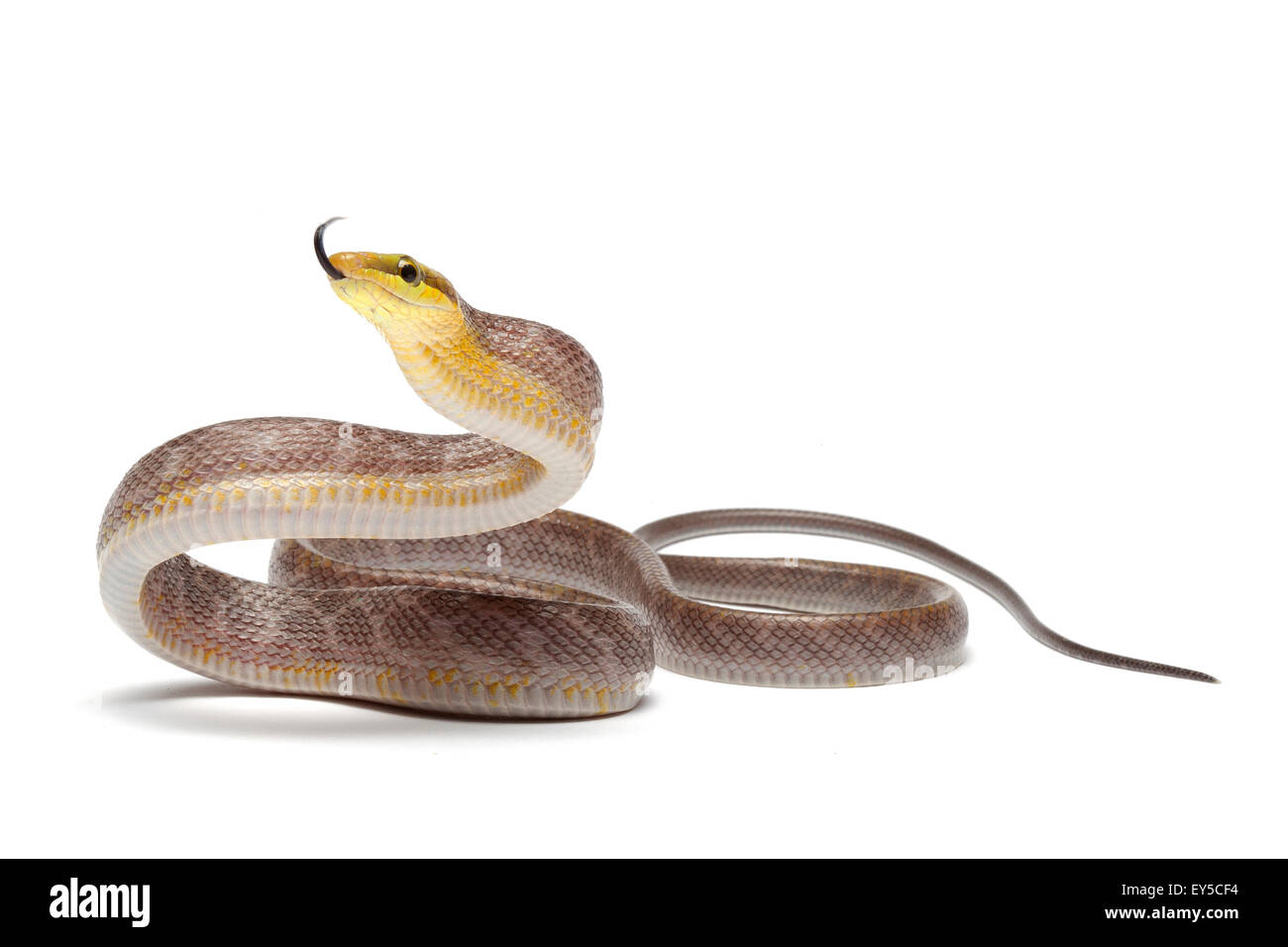 Ratsnake hi-res stock photography and images - Alamy