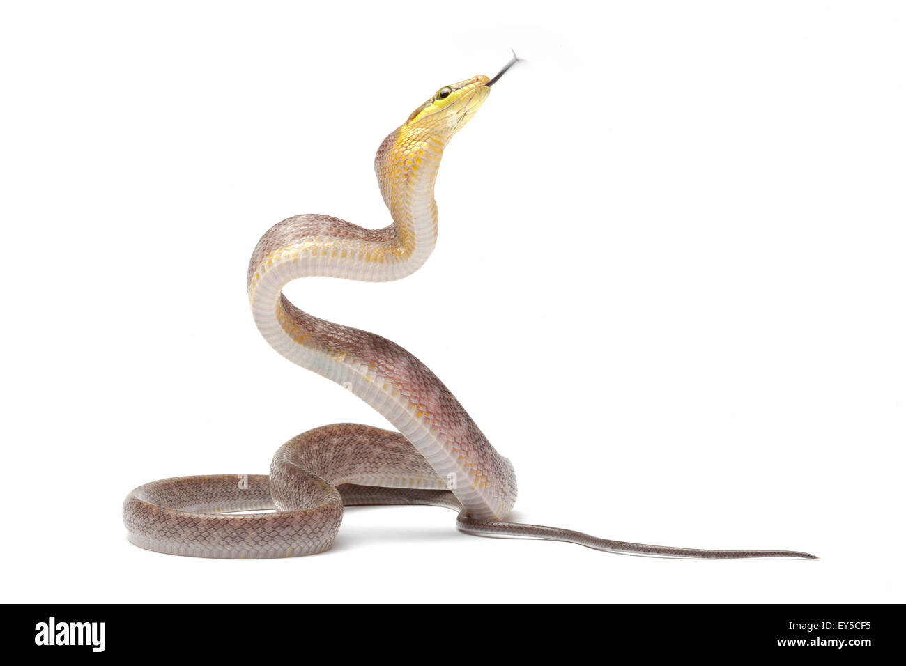 Red Ratsnake High Resolution Stock Photography and Images - Alamy