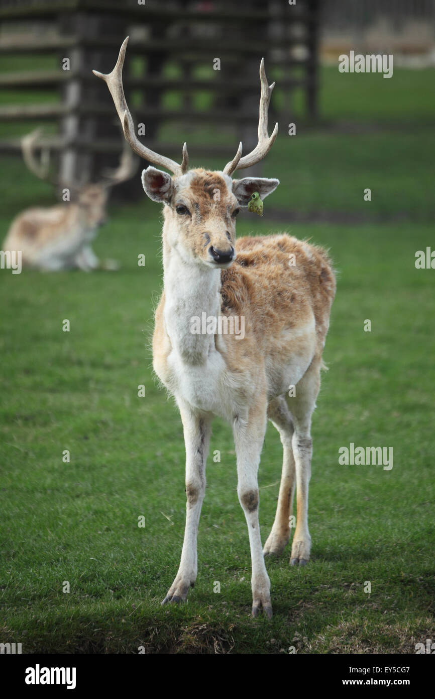 Young male Fallow Deer - Parc de la tête d'or Lyon France Stock Photo ...