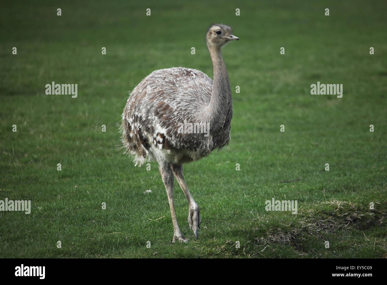 Lesser rhea hi-res stock photography and images - Alamy