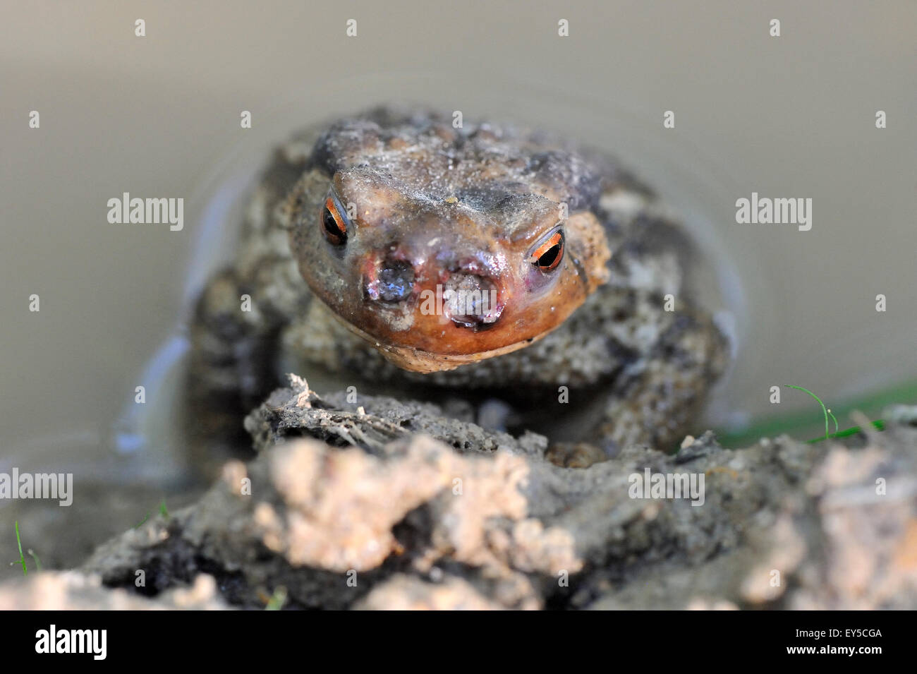 Parasitized hi-res stock photography and images - Alamy