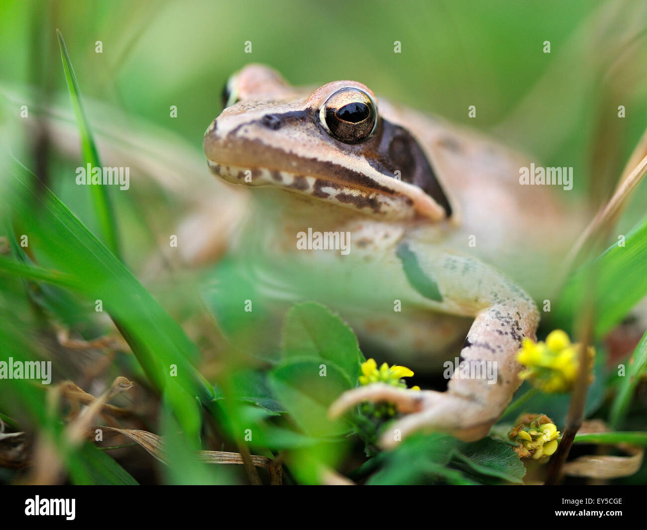 Grass frog hi-res stock photography and images - Alamy