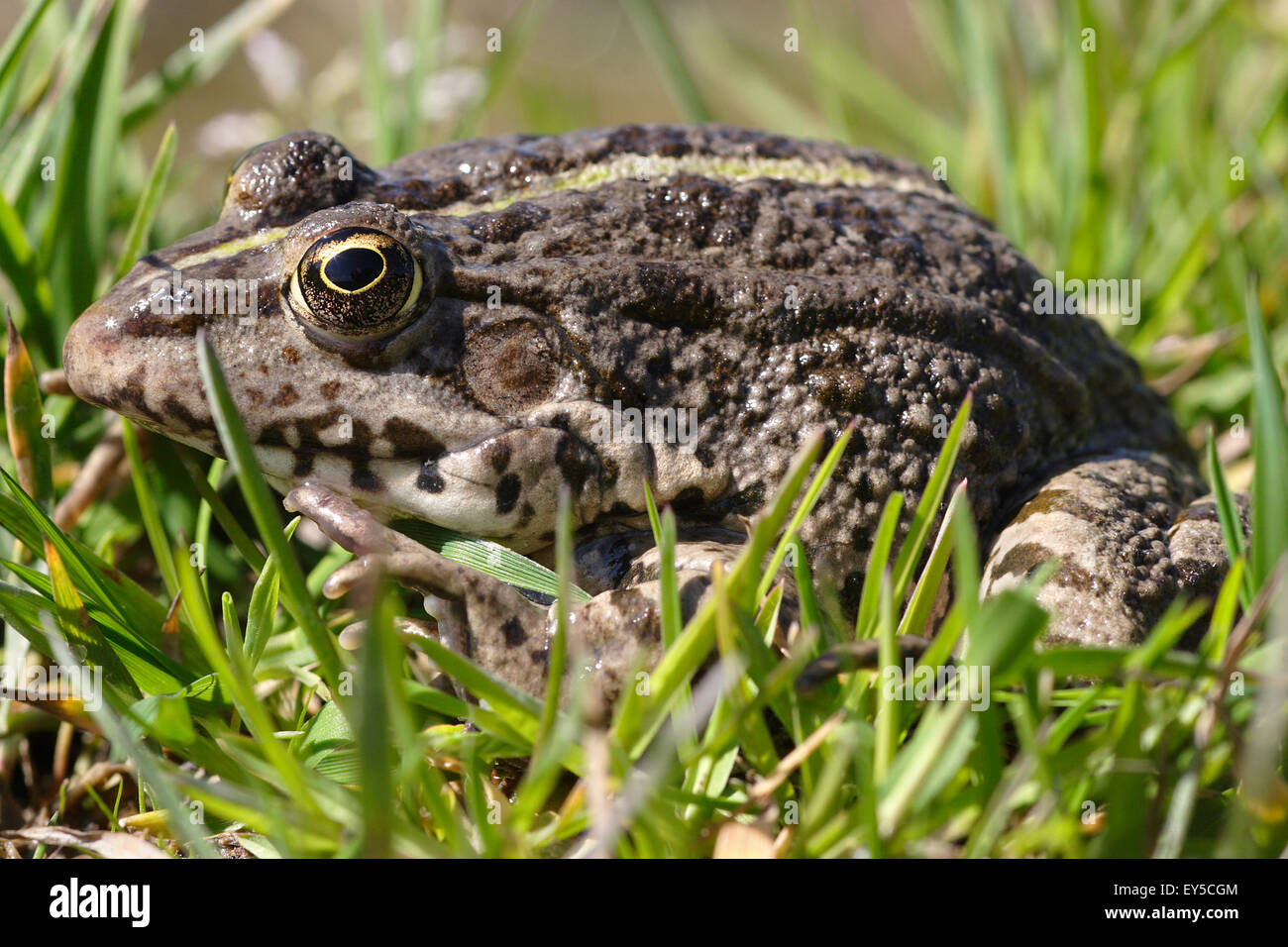 Lowland Frog on grass - France Stock Photo - Alamy