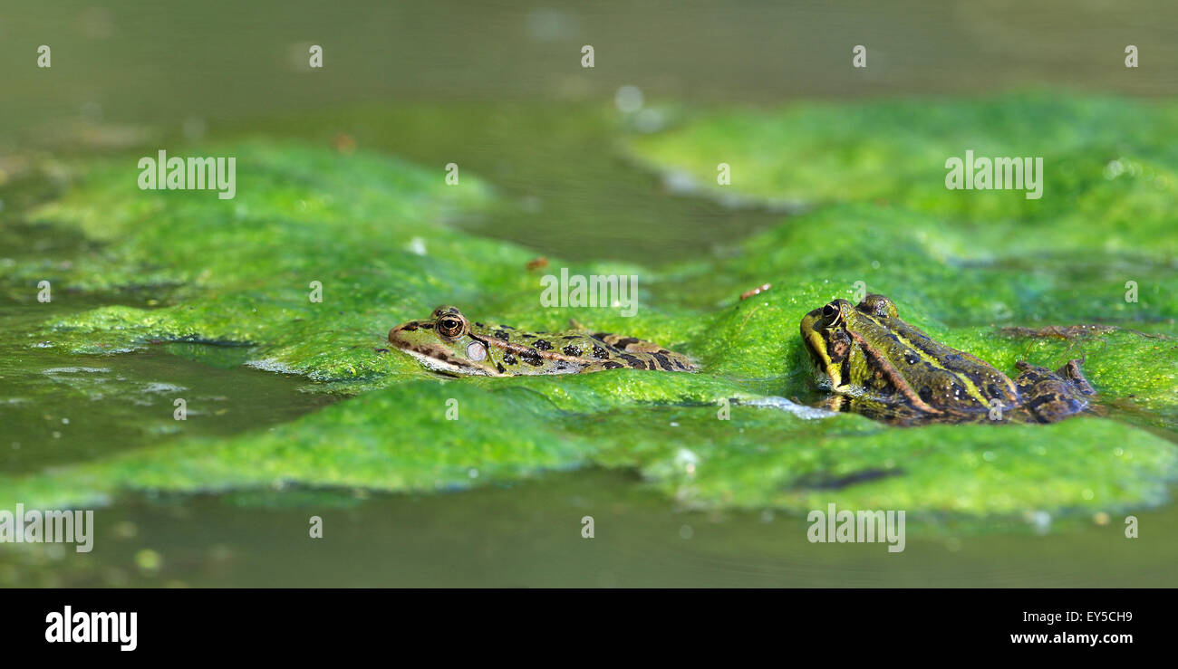 Pool frogs on Algae - France during breeding Stock Photo - Alamy