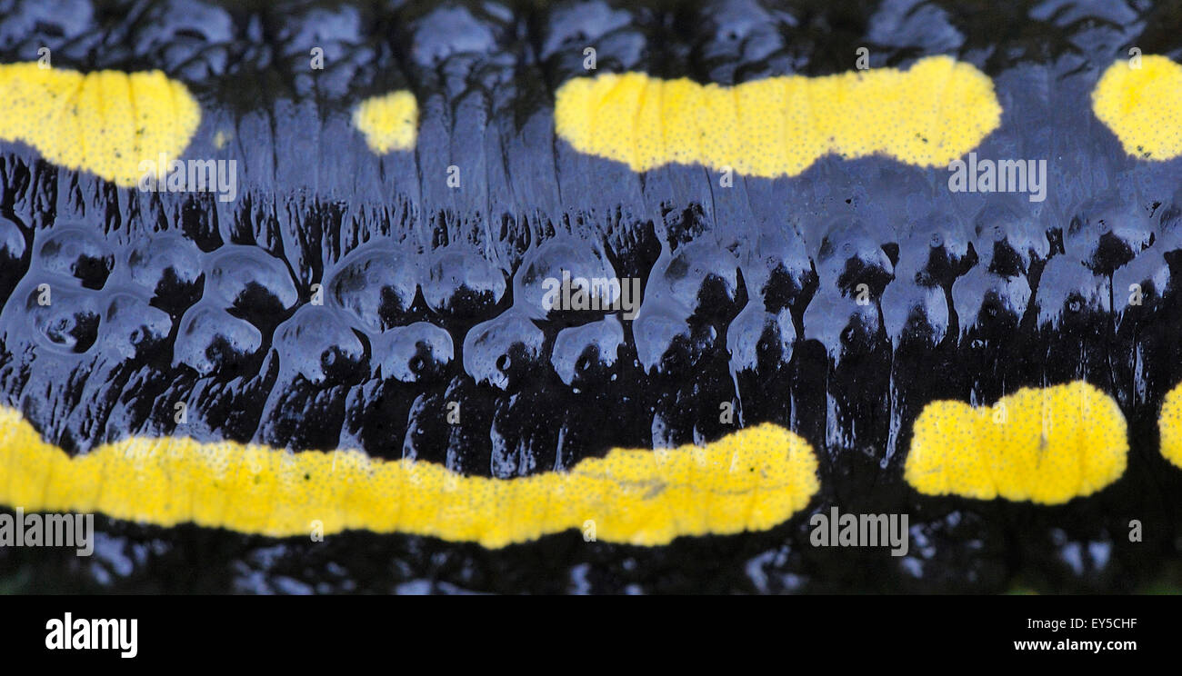 Skin of Speckled Salamander - France Female leaving a puddle after ...