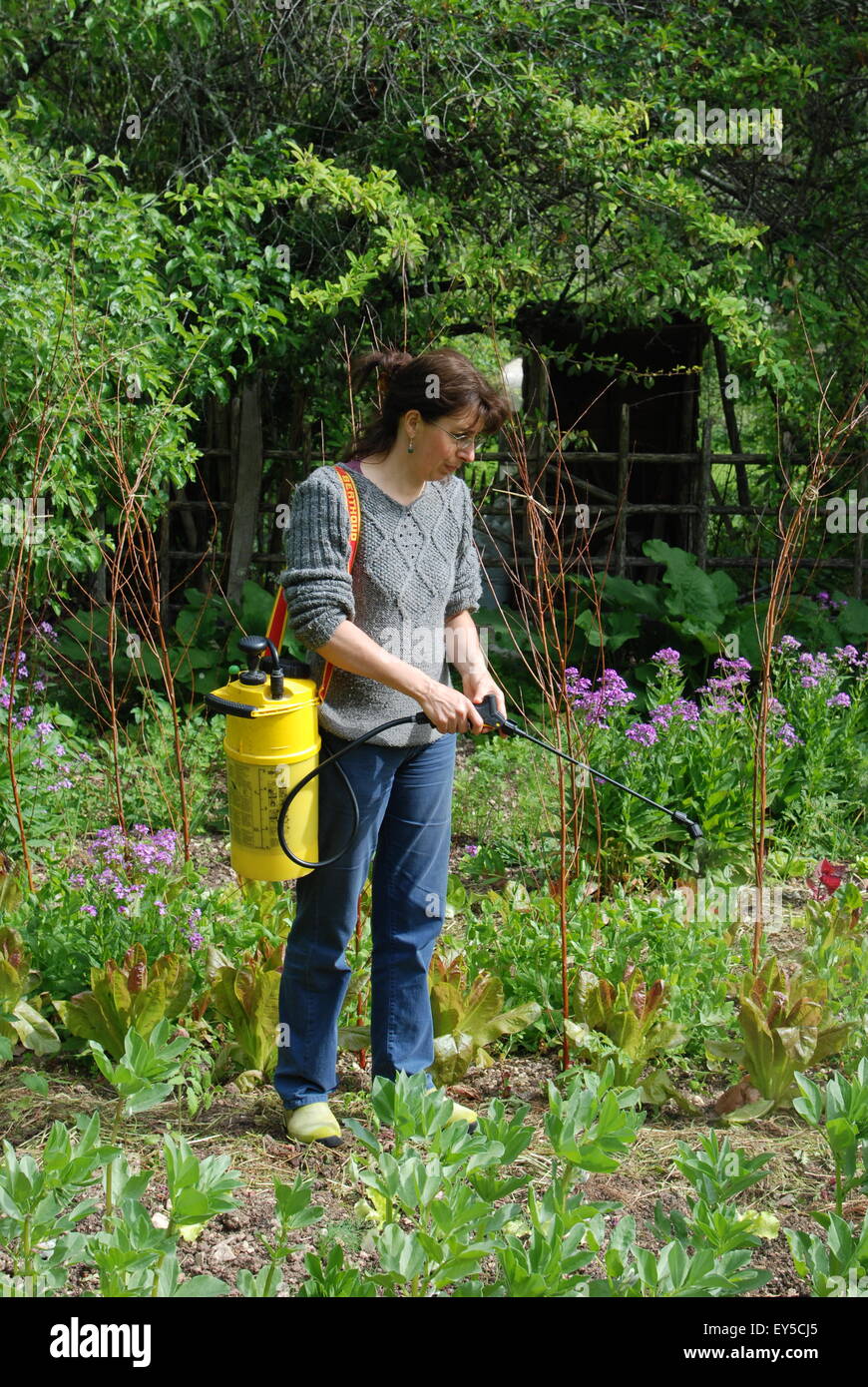 Spraying in the garden Stock Photo - Alamy