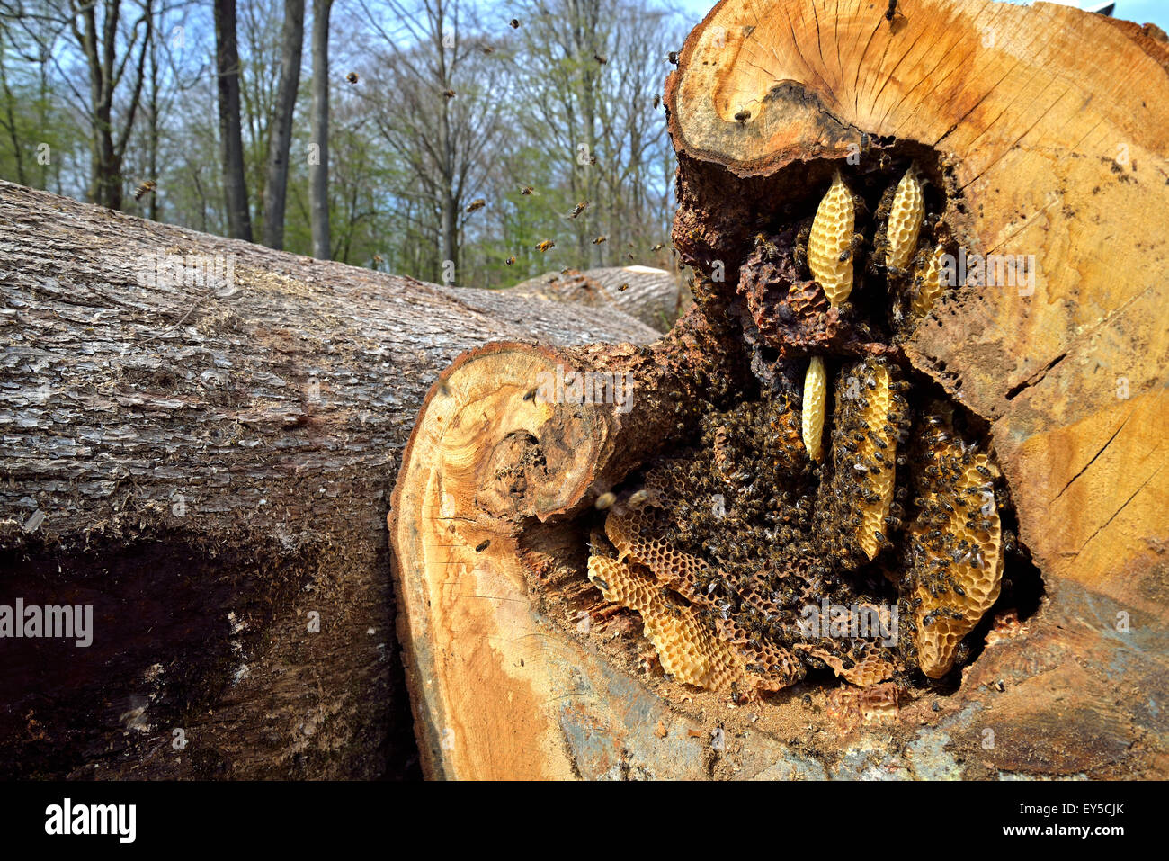 Retrieving forest Bees installed in Oak - France Oak cutted during a ...