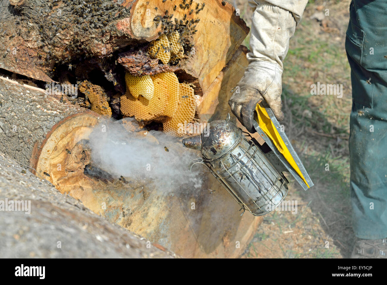 Retrieving forest Bees installed in Oak - France Oak cutted during a ...