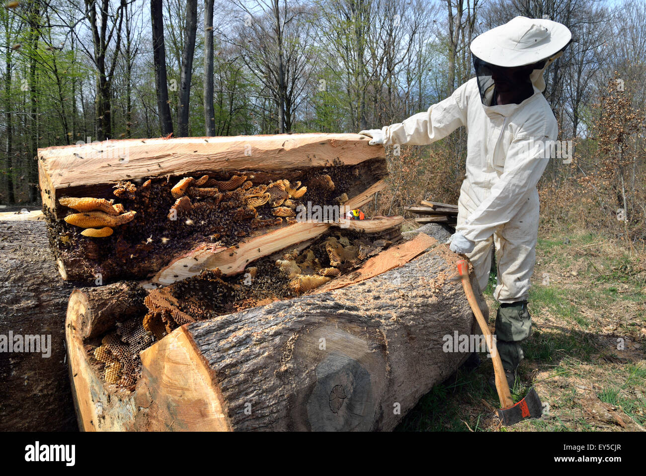 Retrieving forest Bees installed in Oak - France Oak cutted during a ...