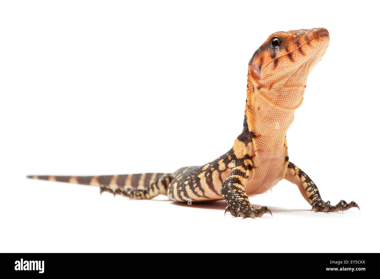 Dumerils monitor hi-res stock photography and images - Alamy