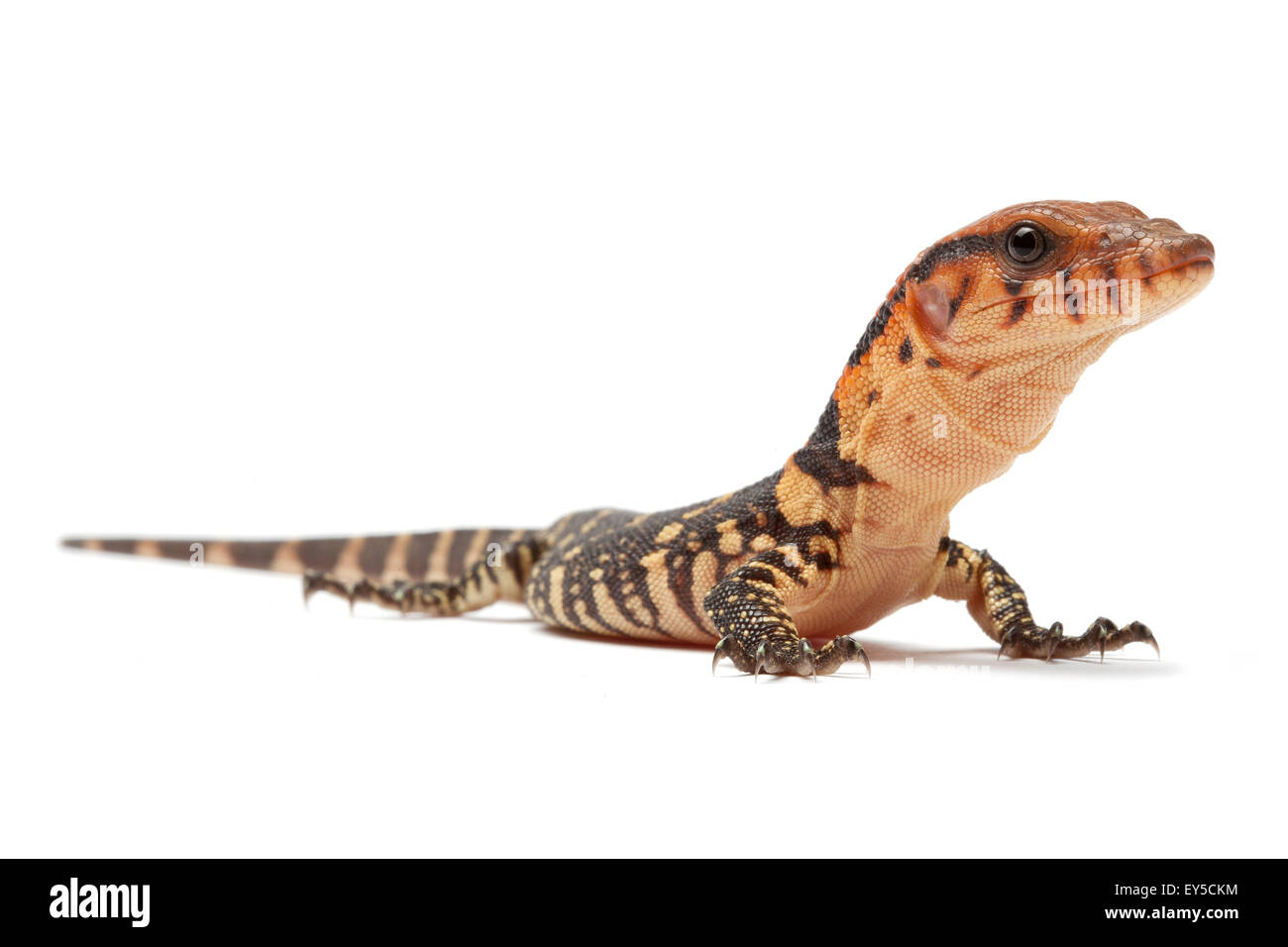 Dumerils monitor hi-res stock photography and images - Alamy