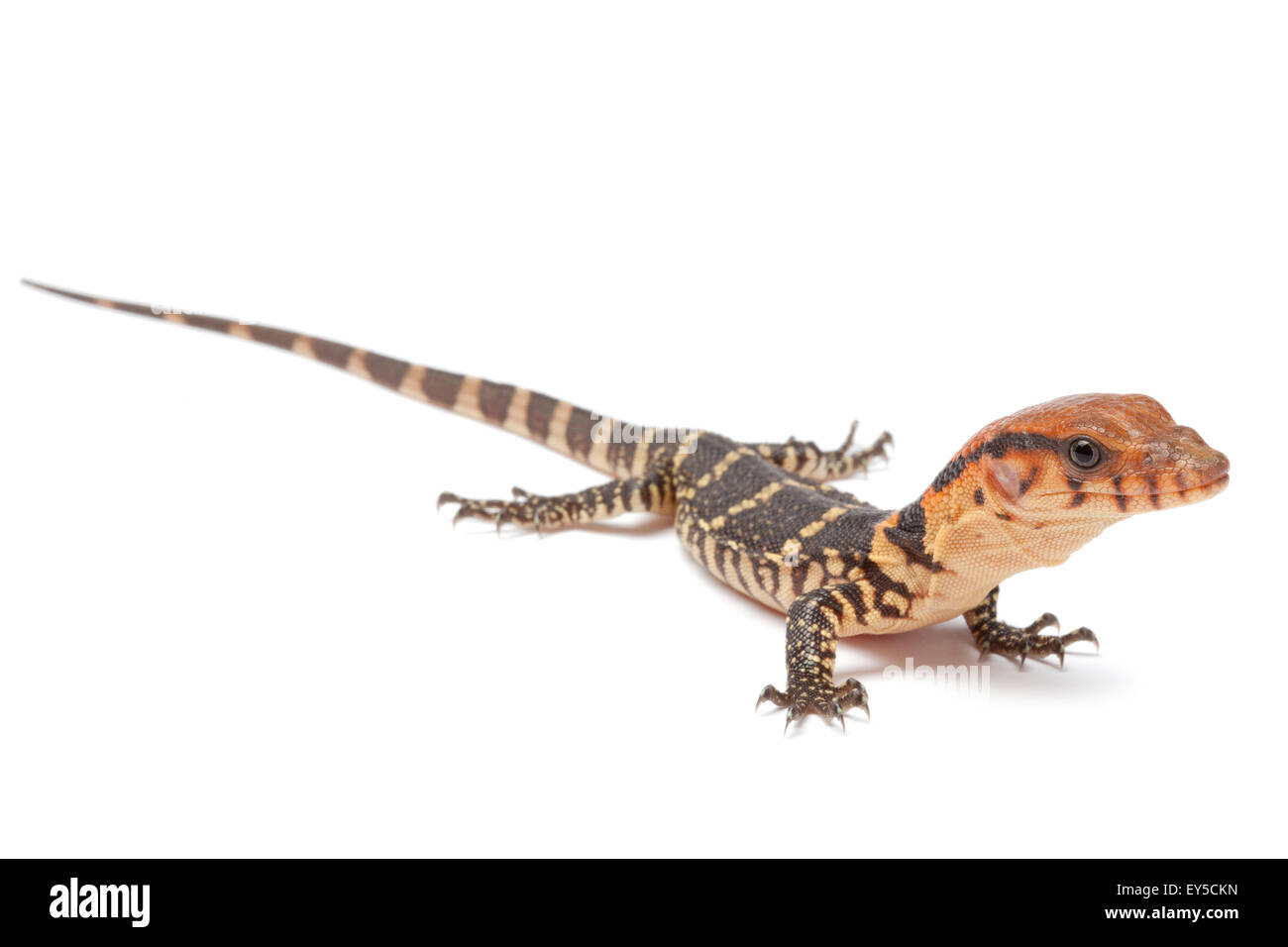 Dumerils Monitor High Resolution Stock Photography and Images - Alamy