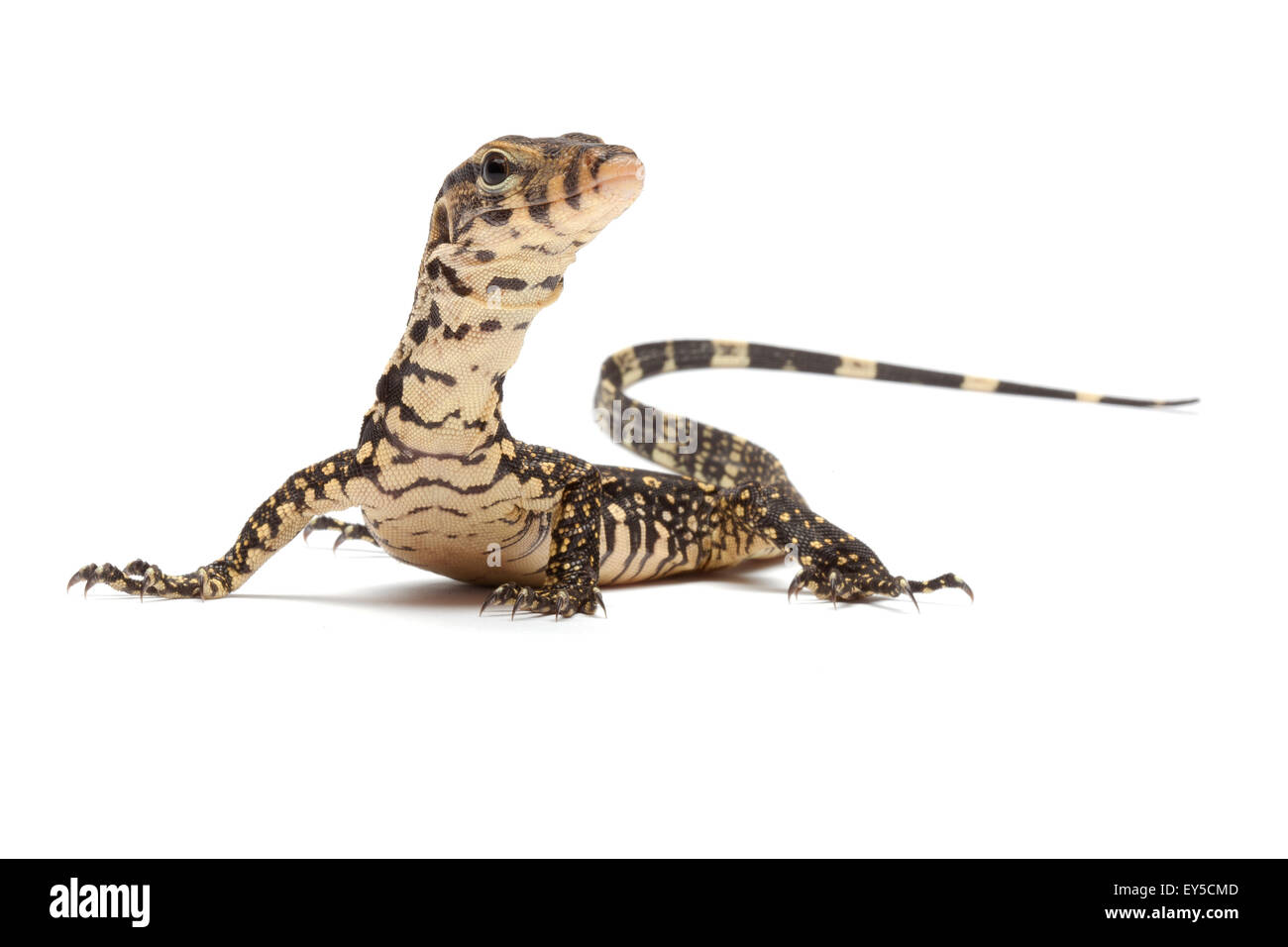 Common water monitor varanus salvator Cut Out Stock Images & Pictures ...