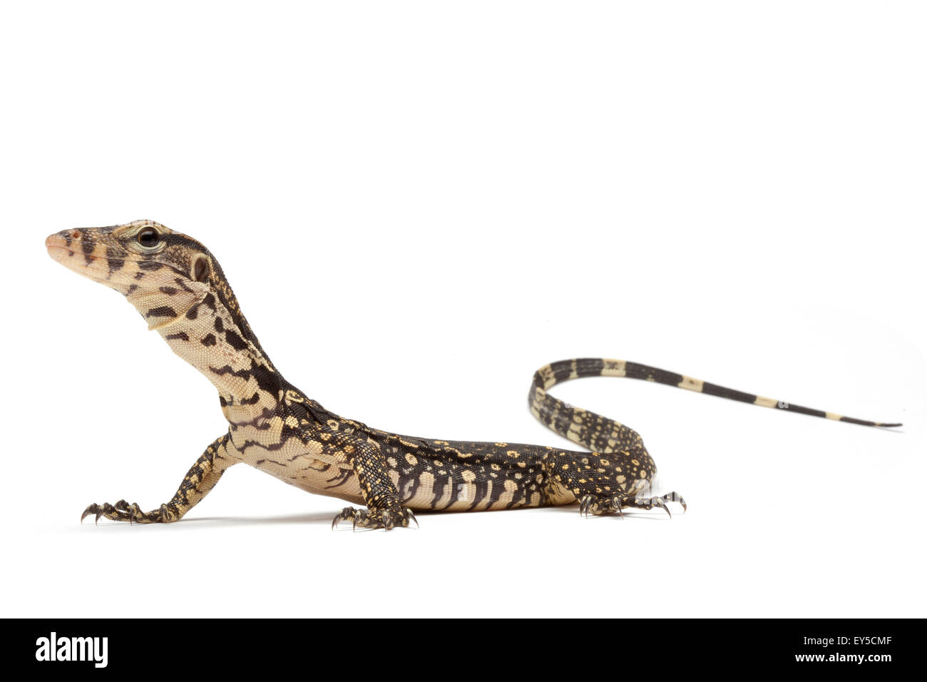 Common water monitor varanus salvator Cut Out Stock Images & Pictures ...