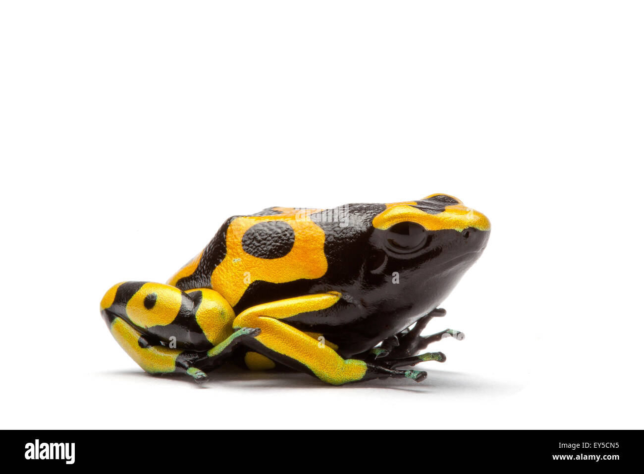 Yellow-banded Poison Frog Stock Photo - Alamy