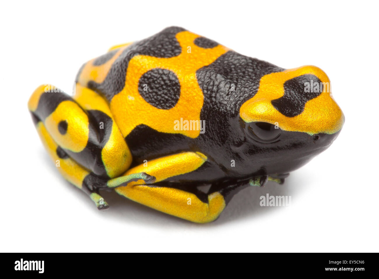 Yellow-banded Poison Frog Stock Photo - Alamy