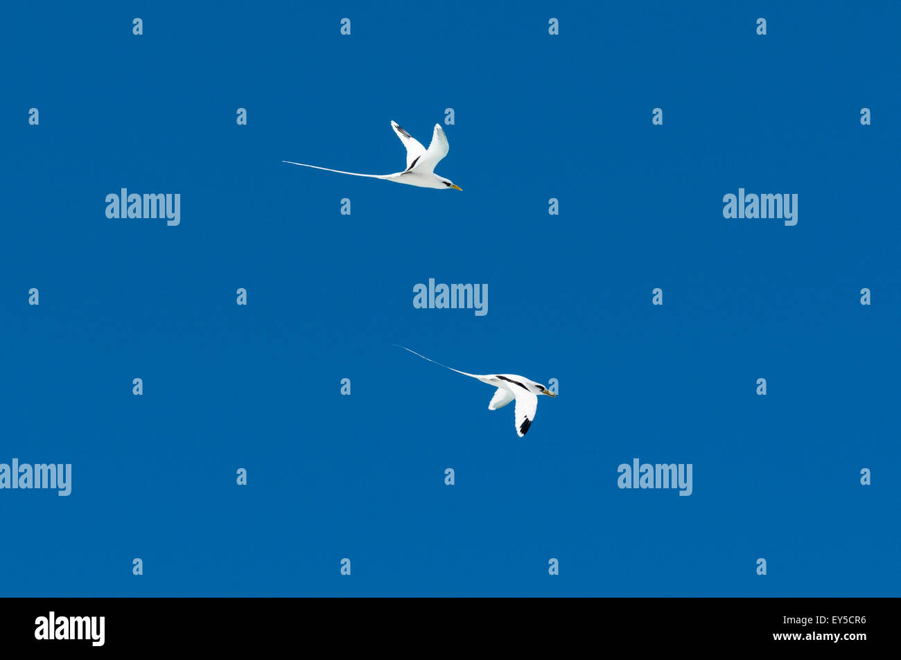 White-tailed tropic birds - Fregate Island Seychelles Stock Photo - Alamy