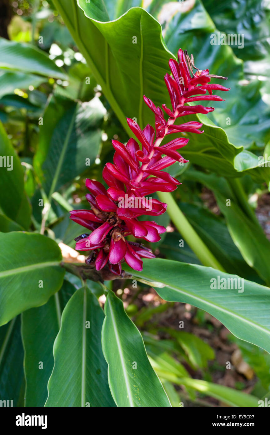 Tropical Ginger flower - Fregate Island Seychelles Stock Photo - Alamy