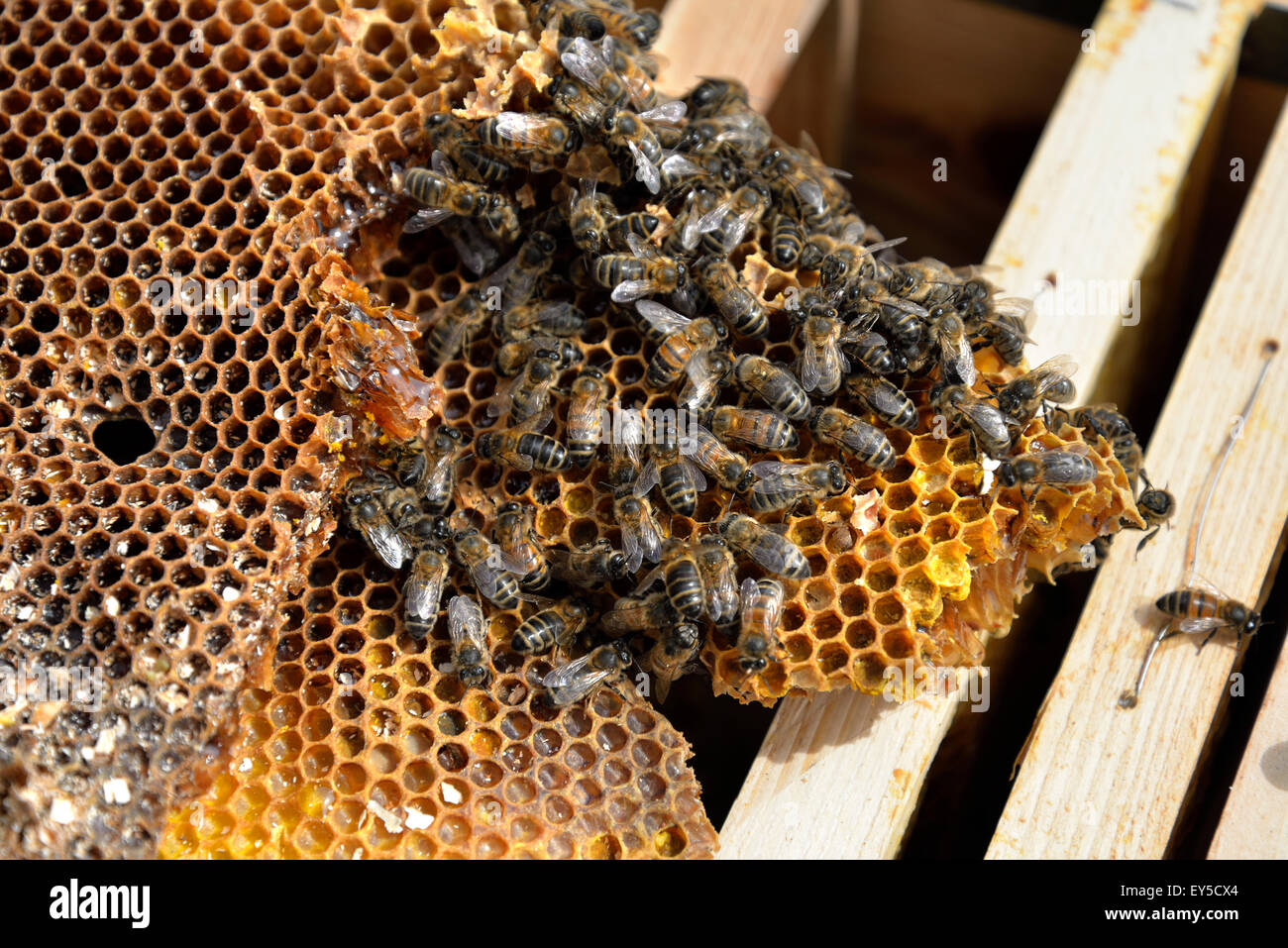 Retrieving forest Bees installed in Oak - France Oak cutted during a ...