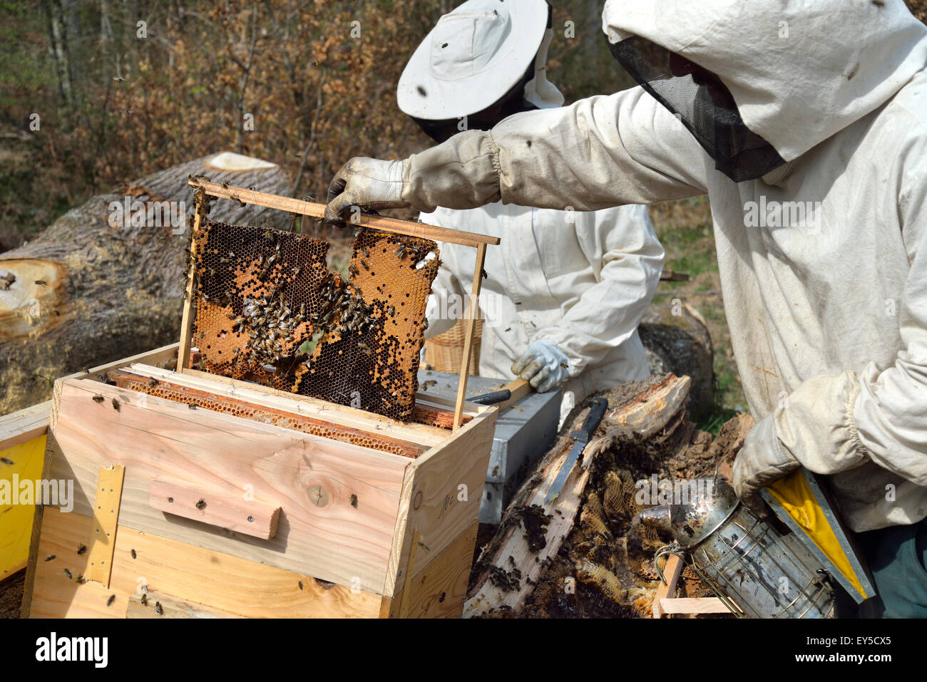 Retrieving forest Bees installed in Oak - France Oak cutted during a ...