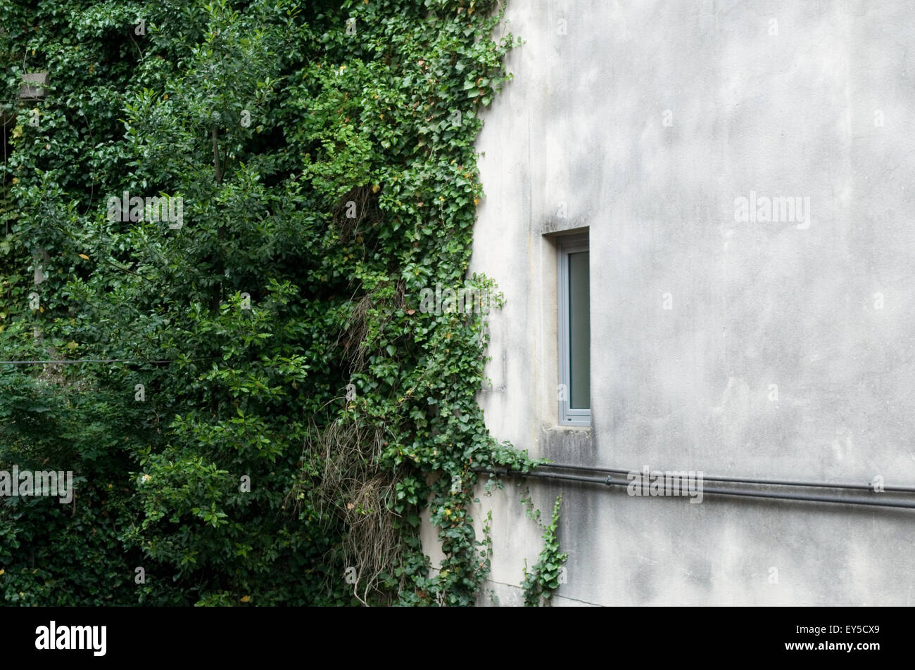 Overgrown vegetation house wall hi-res stock photography and images - Alamy